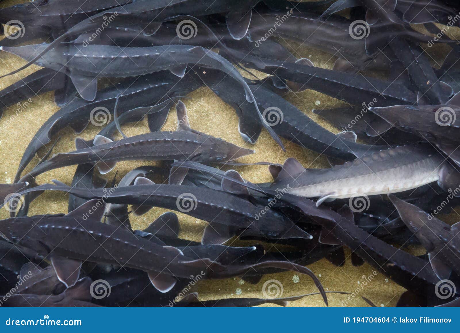 Sturgeon Swimming Underwater Stock Photo - Image of cultivating ...