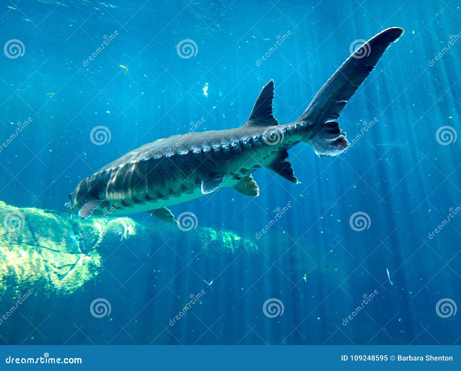Sturgeon stock image. Image of fish, water, blue, swimming - 109248595