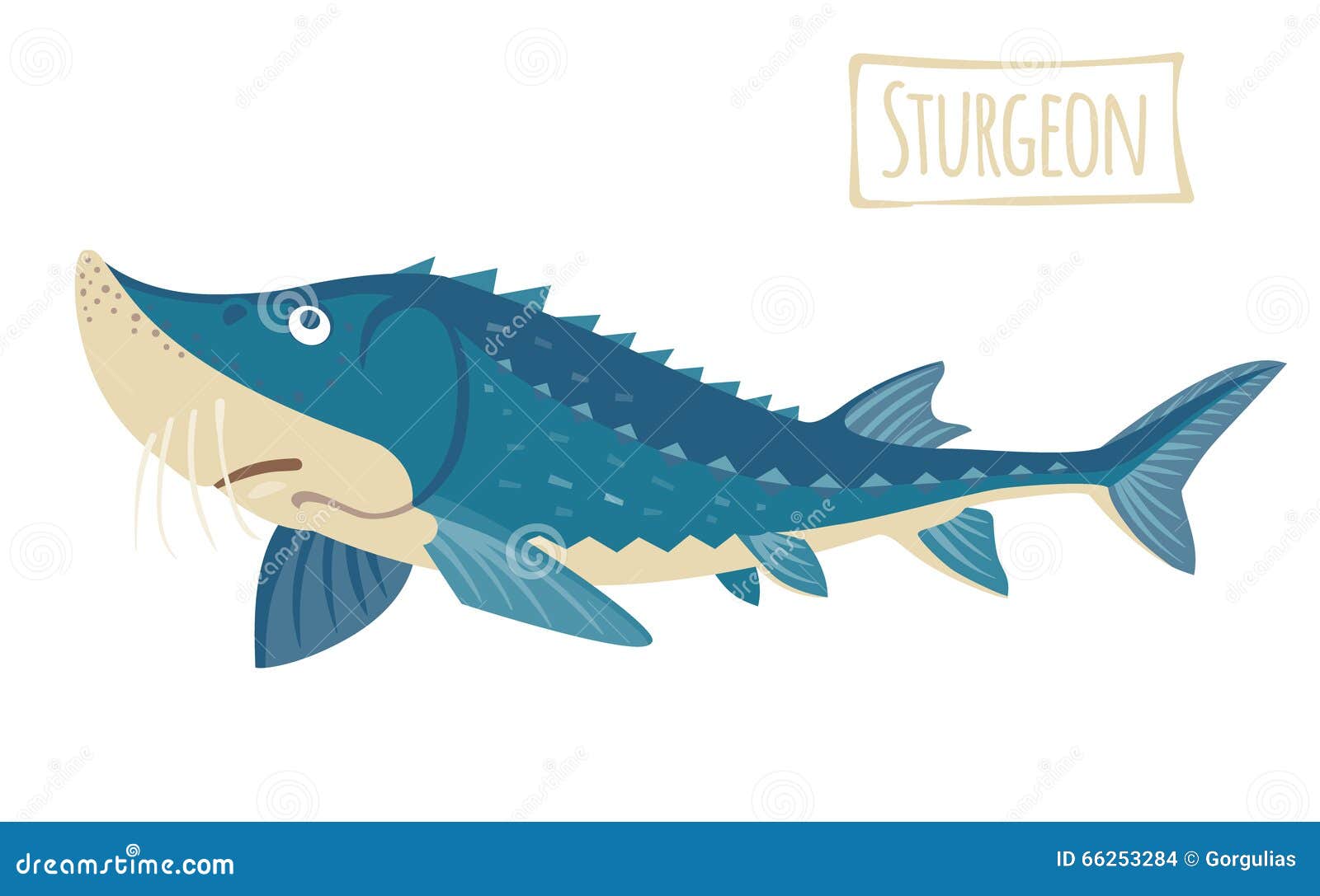 Atlantic Sturgeon Or Gulf Sturgeon Acipenser Oxyrinchus Oxyrinchus ...