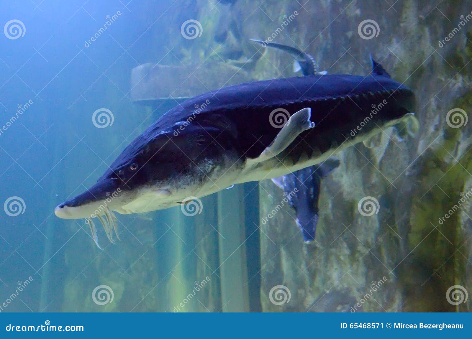 Black Sea Sturgeon Aquarium Stock Photos - Free & Royalty-Free Stock ...