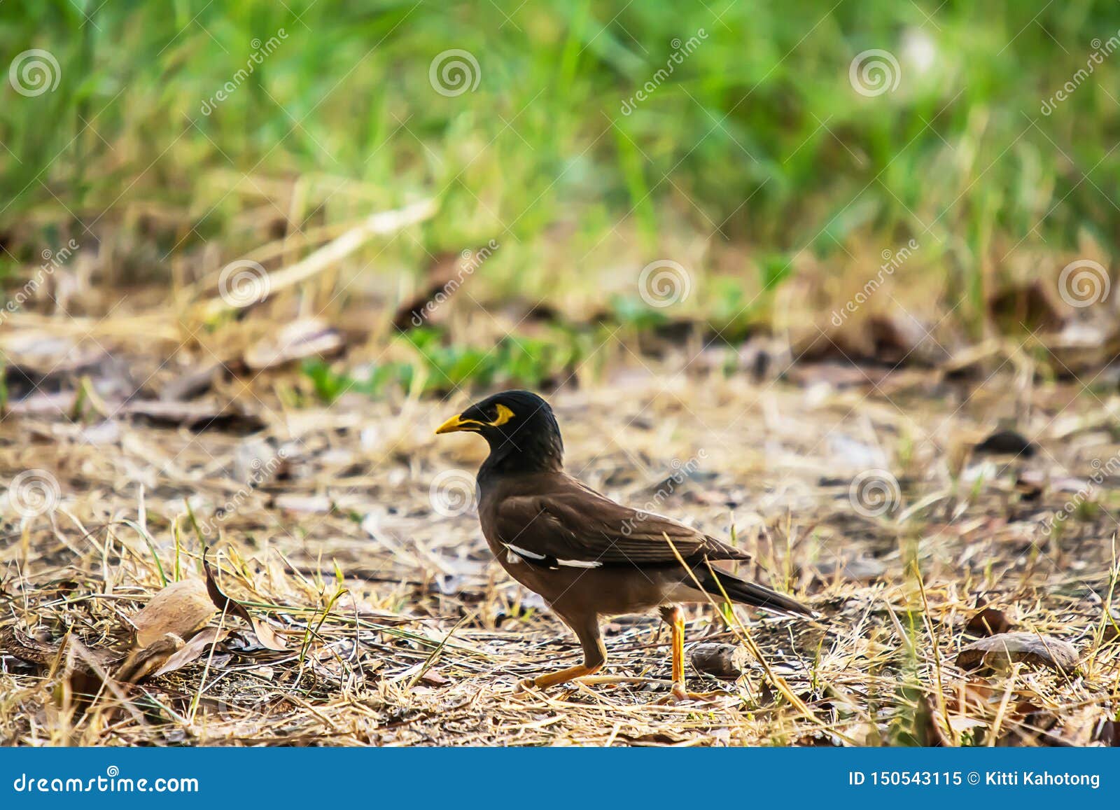 Sturnidae or Gracula Religiosa Birds Common Stock Image - Image of ...