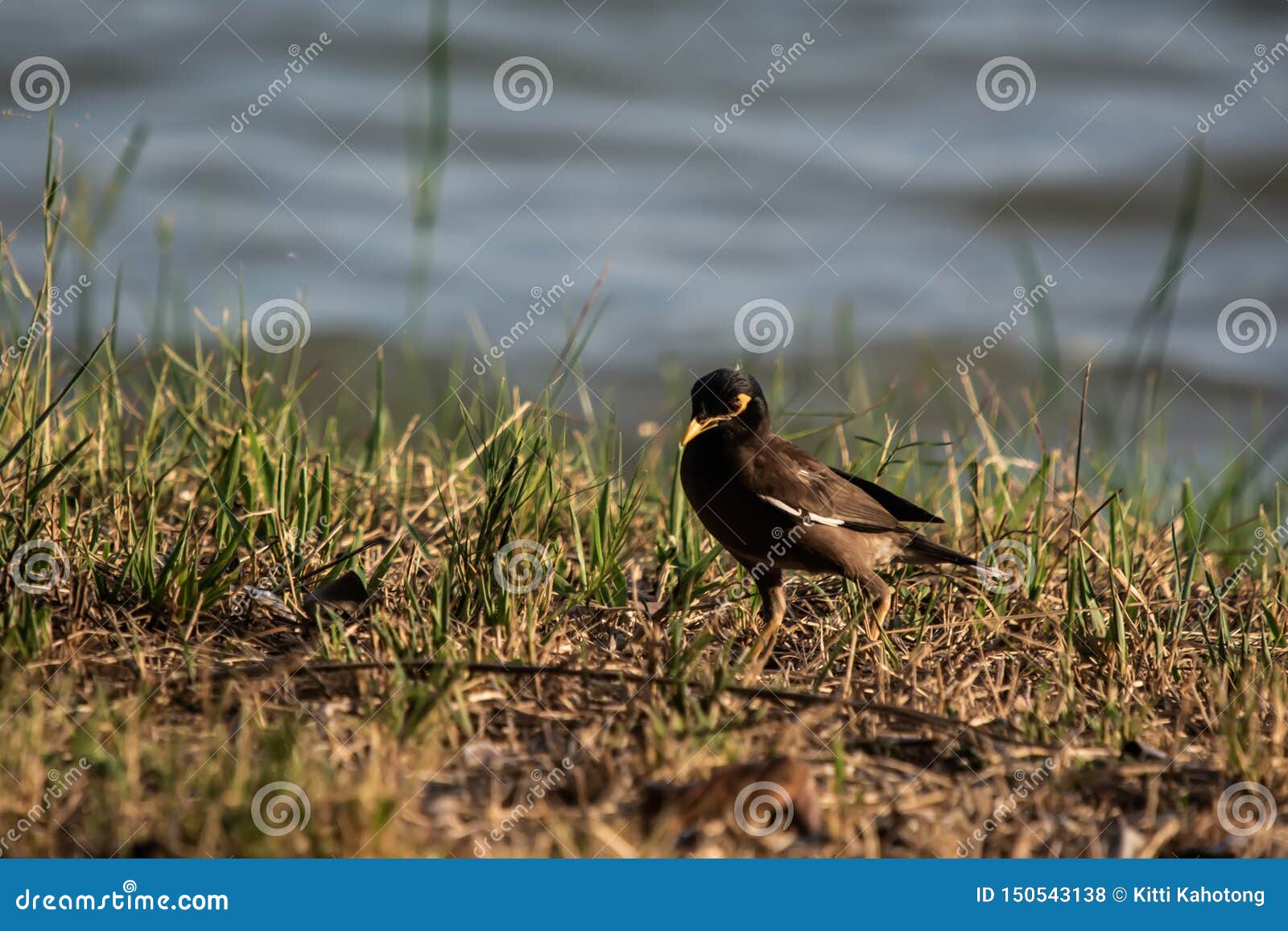 Sturnidae or Gracula Religiosa Birds Common Stock Photo - Image of ...
