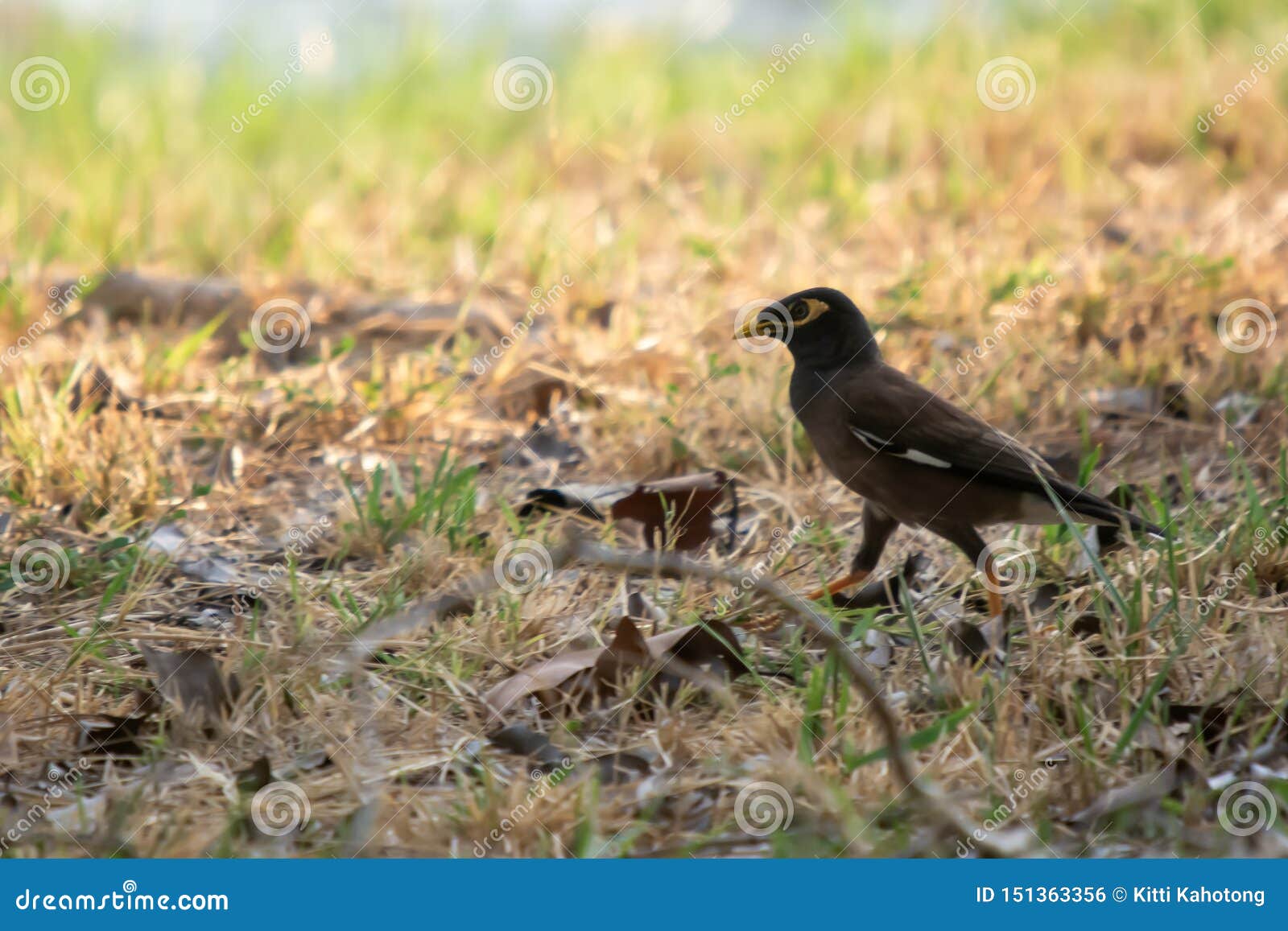 Sturnidae or Gracula Religiosa Birds Common Stock Photo - Image of ...