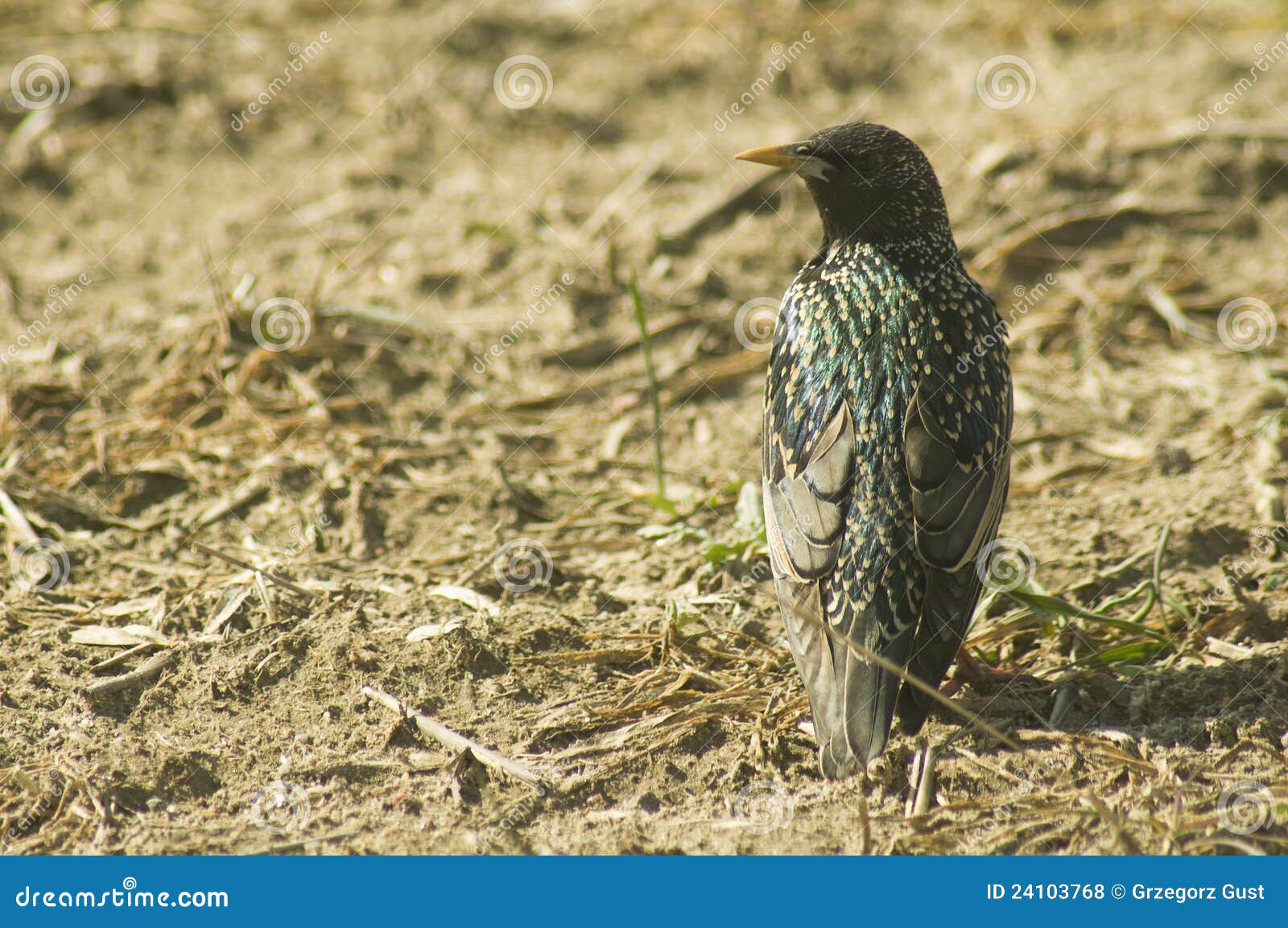 Sturnus vulgaris stock photo. Image of sturnus, feather - 24103768
