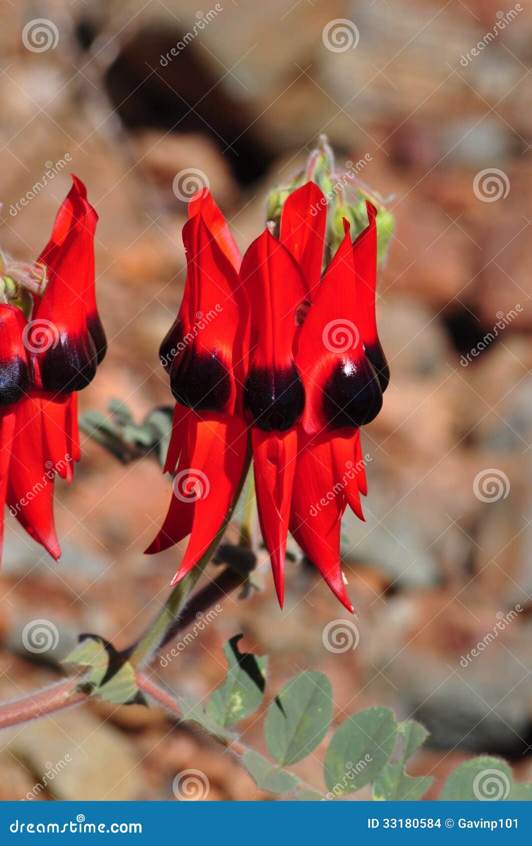 Sturt Desert Pea. stock photo. Image of native, grow - 33180584