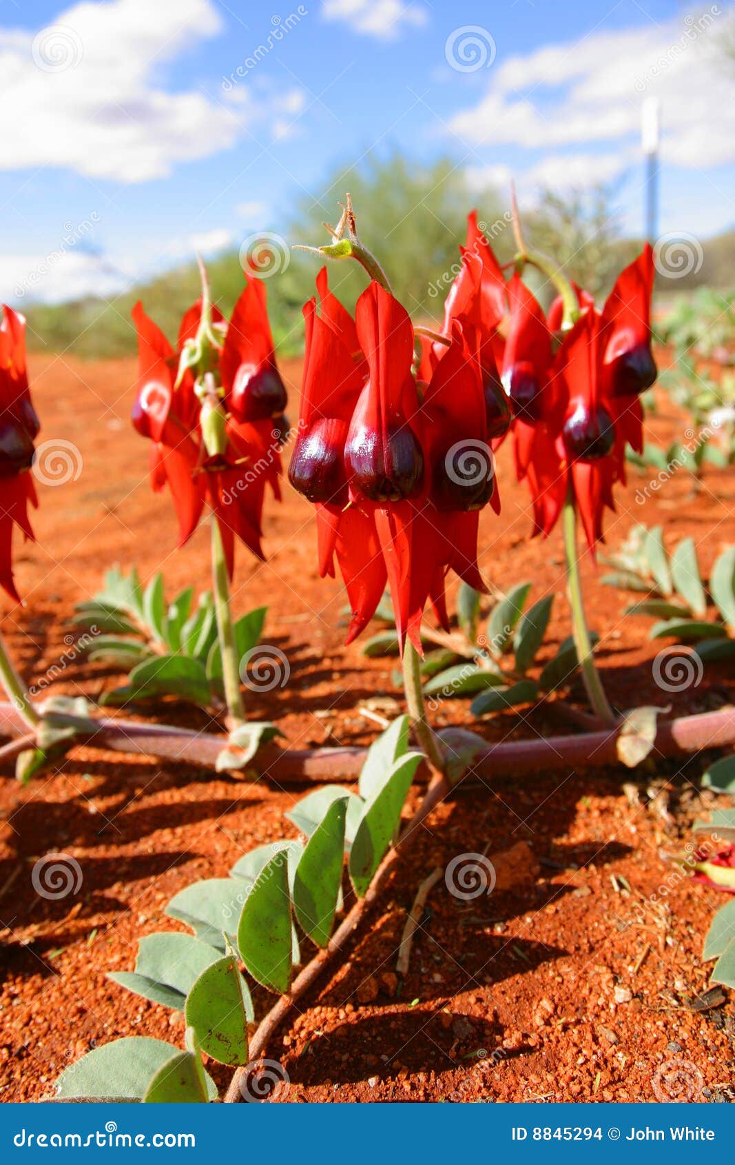 Sturt Desert Pea. Northern Territory Australia Stock Photo - Image of ...
