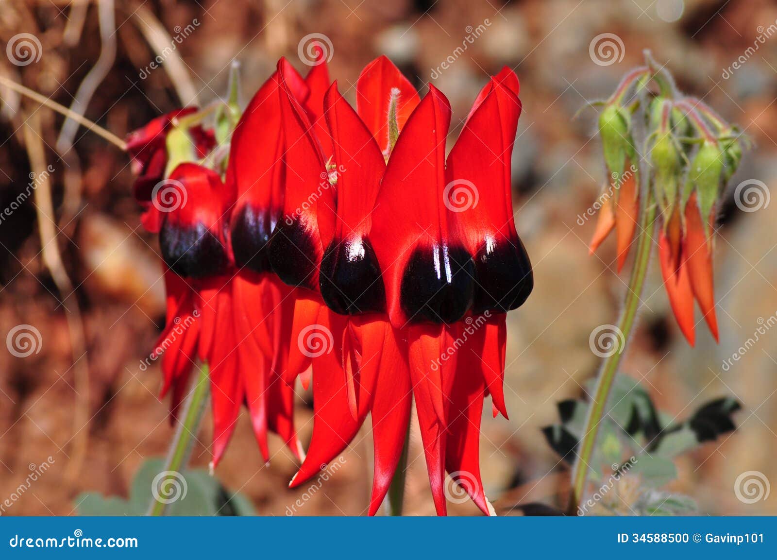 Sturt Desert Pea Swainsona Formosa Stock Photo - Image of plant, bright ...