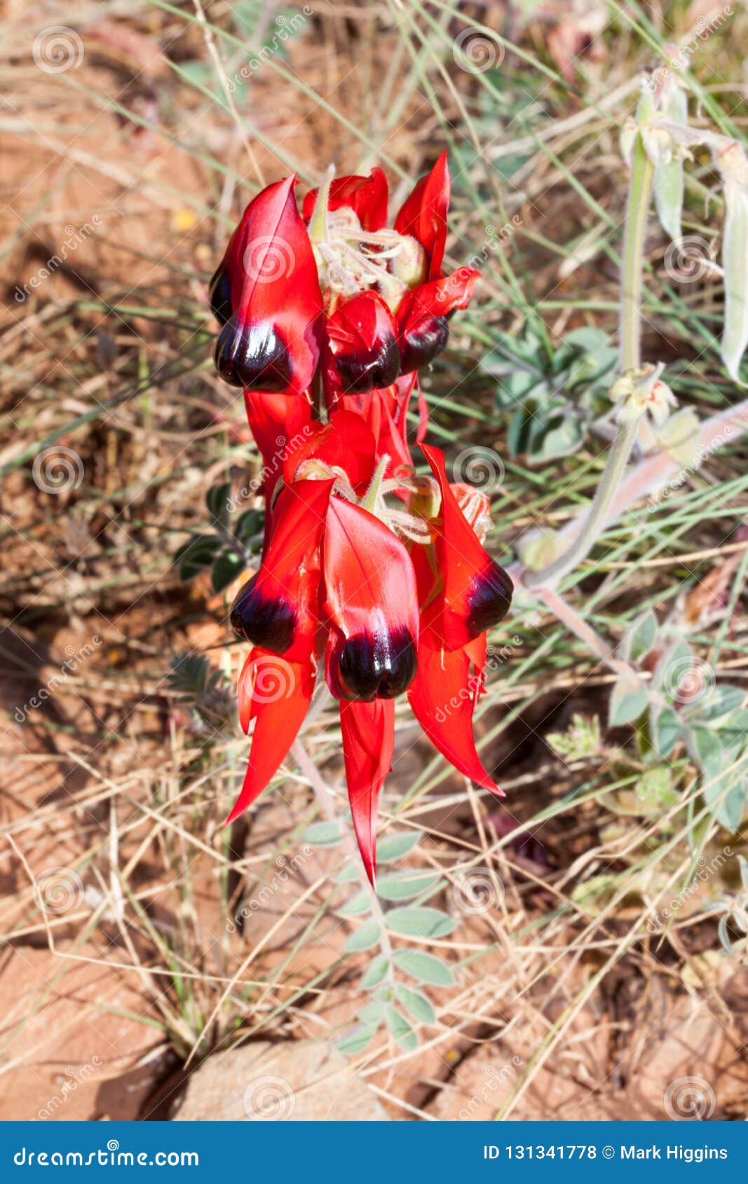 Sturt Pea Flower in Inland Rural Australia Stock Photo - Image of ...