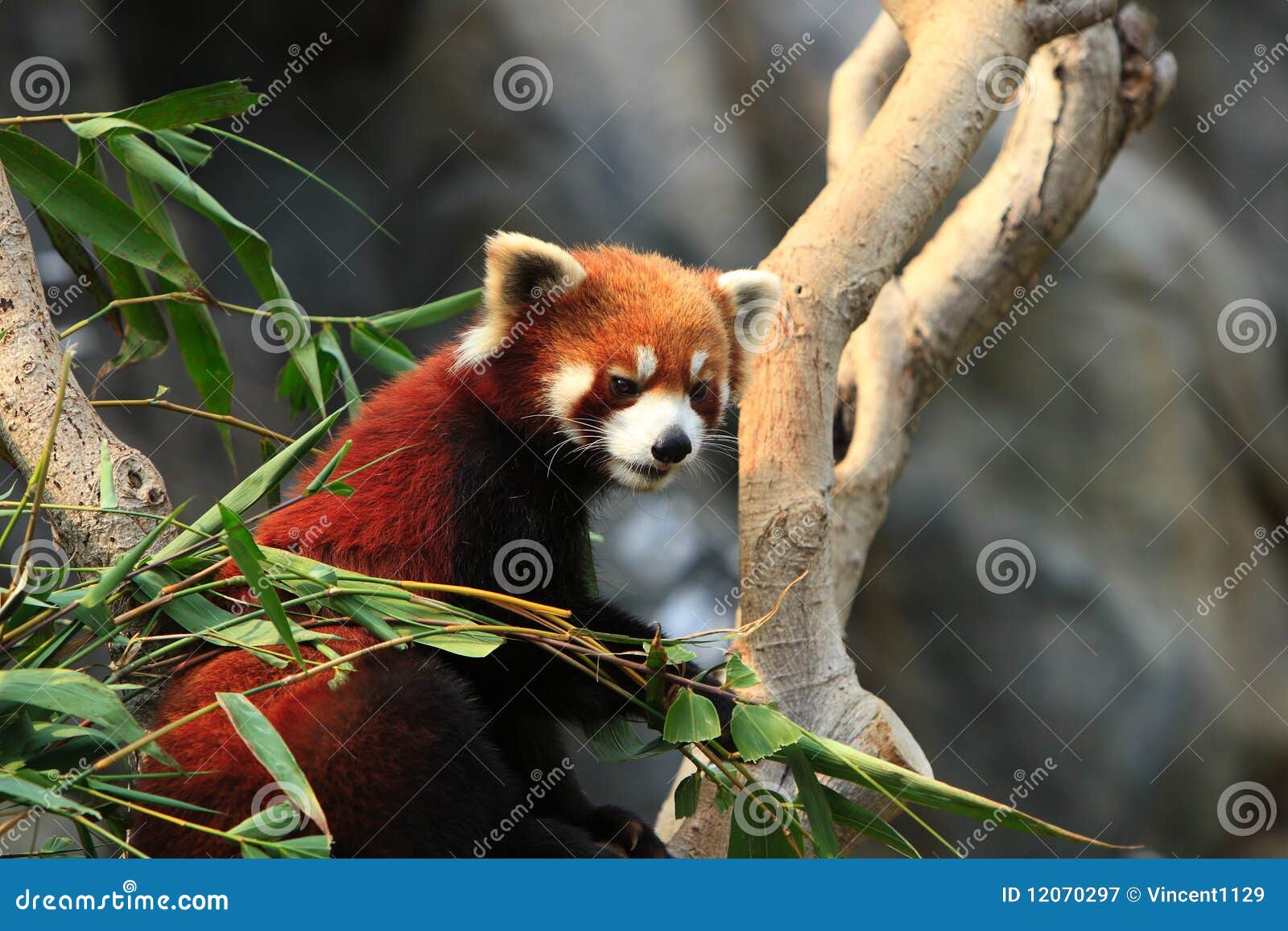Styan s Red Panda stock image. Image of features, bushy - 12070297