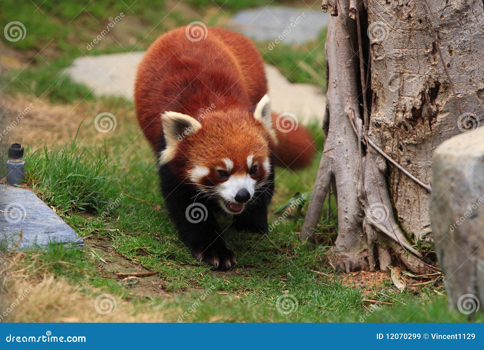 Styan s Red Panda stock image. Image of glands, insulation - 12070299