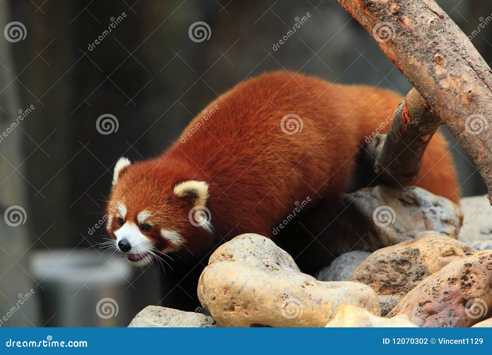 Styan s Red Panda stock photo. Image of head, lichen - 12070302