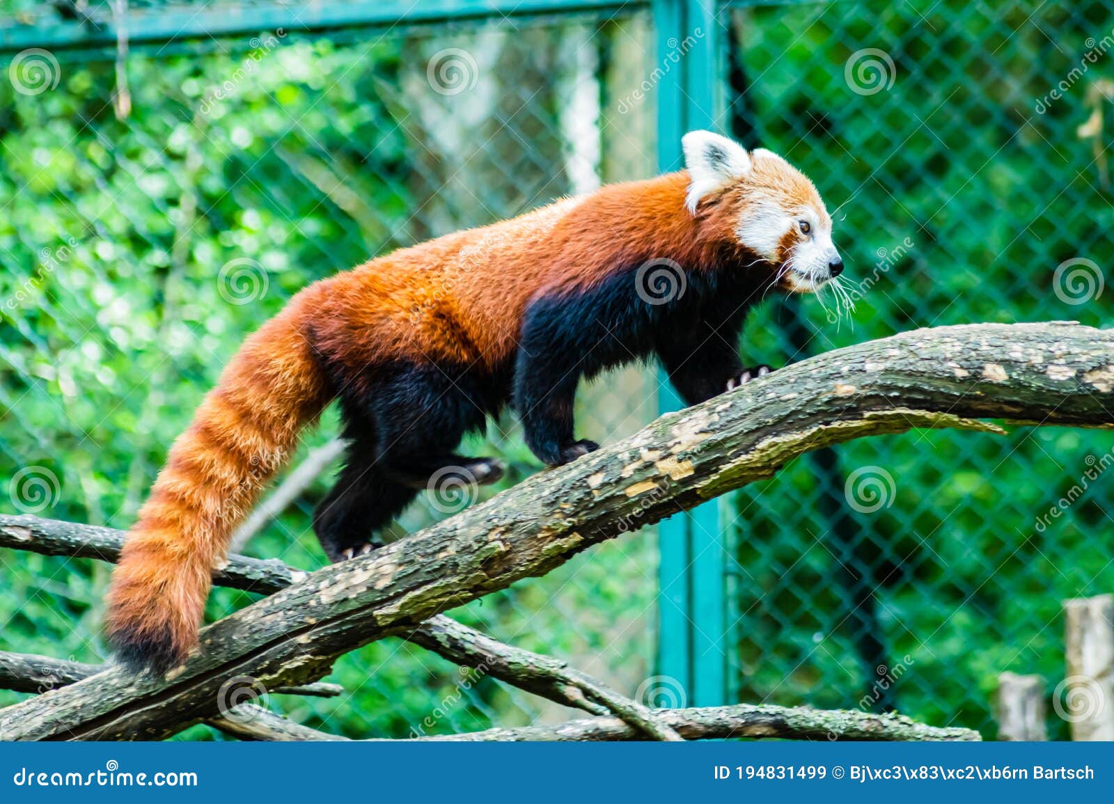 The Styan`s red panda stock image. Image of china, animal - 194831499