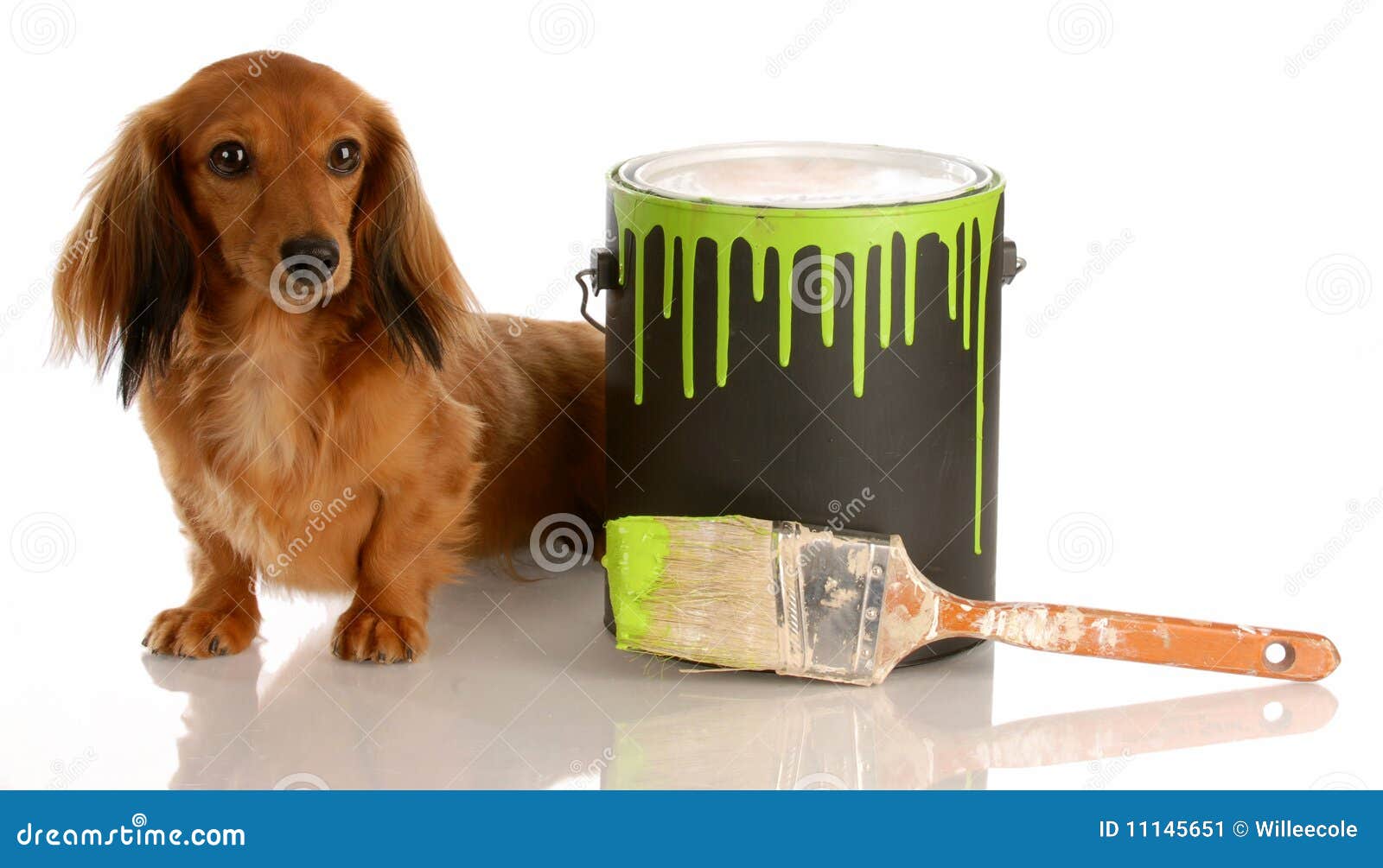 Stygg hund fotografering för bildbyråer. Bild av förbättring - 11145651