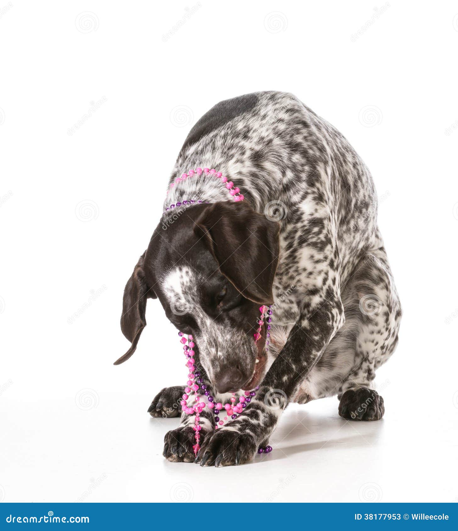 Stygg hund fotografering för bildbyråer. Bild av gulligt - 38177953