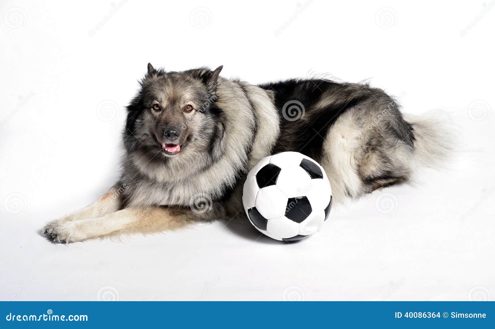 Stygg hund med fotboll arkivfoto. Bild av mottagligt - 40086364
