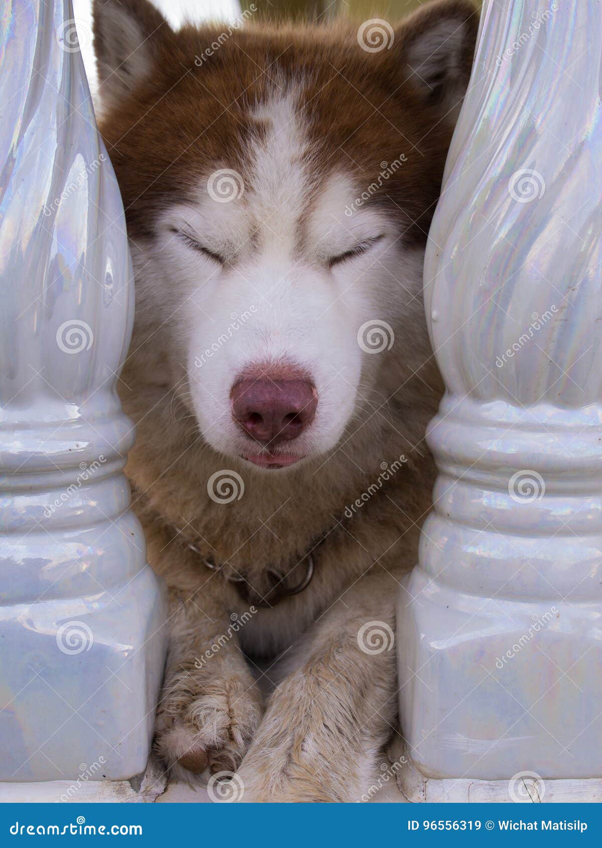 Stygg Siberian Husky Dog Sitting Sleep Fotografering för Bildbyråer ...