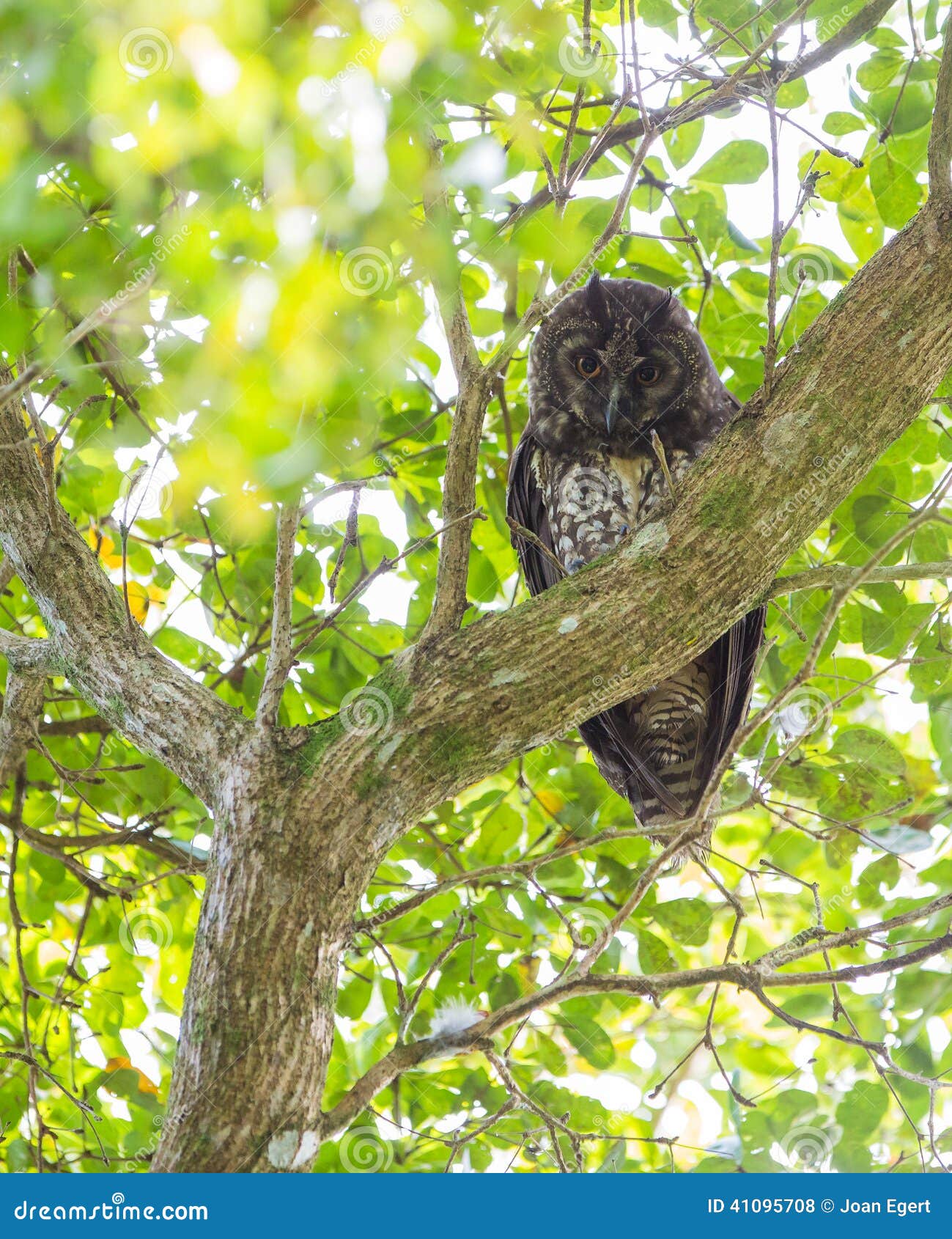 Stygian Owl looking down stock photo. Image of high, fauna - 41095708