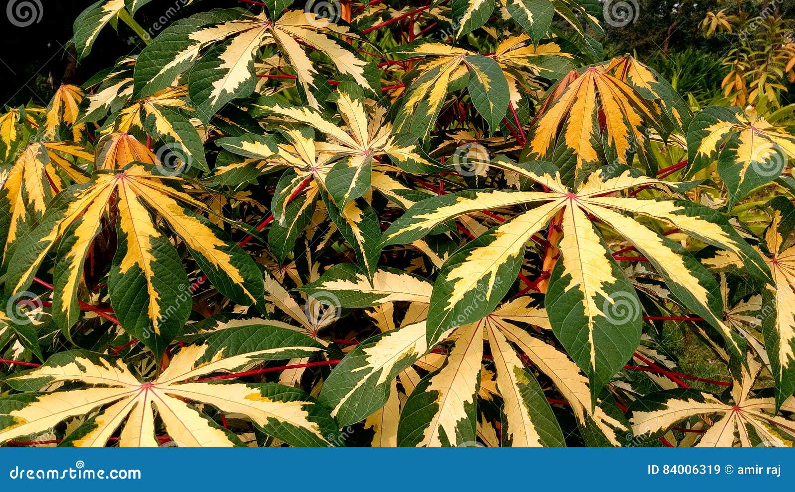 Stylish leaf stock image. Image of stylish, leaf, style - 84006319