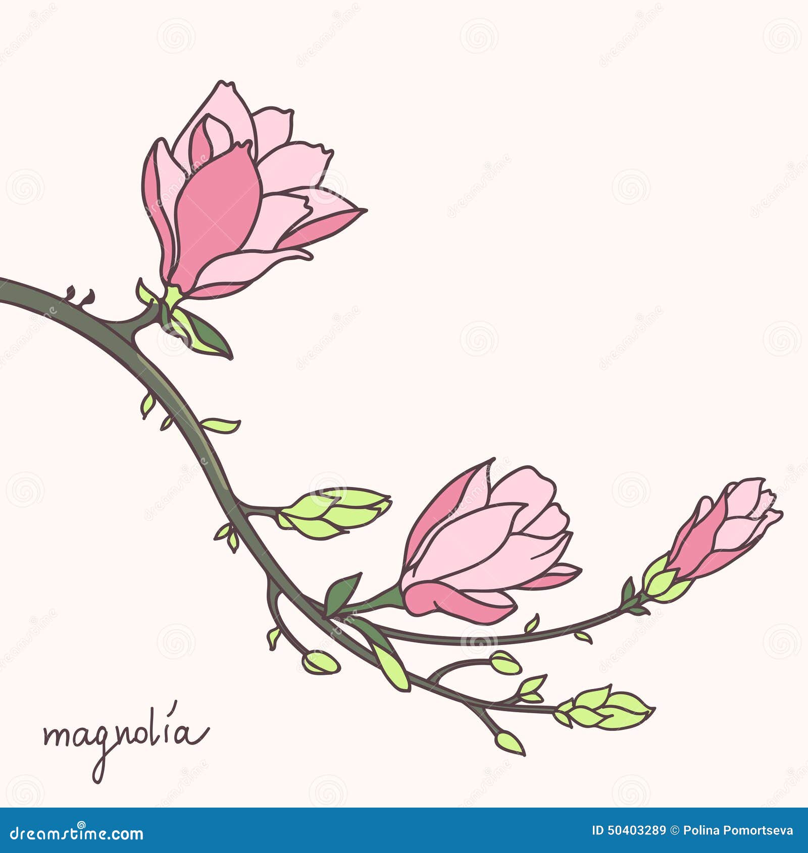 Magnolia Flower Drawing Illustration. Black And White With Line Art ...