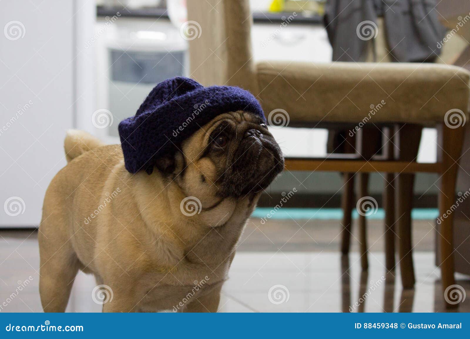 Stylish pug stock photo. Image of happy, life, mood, love - 88459348