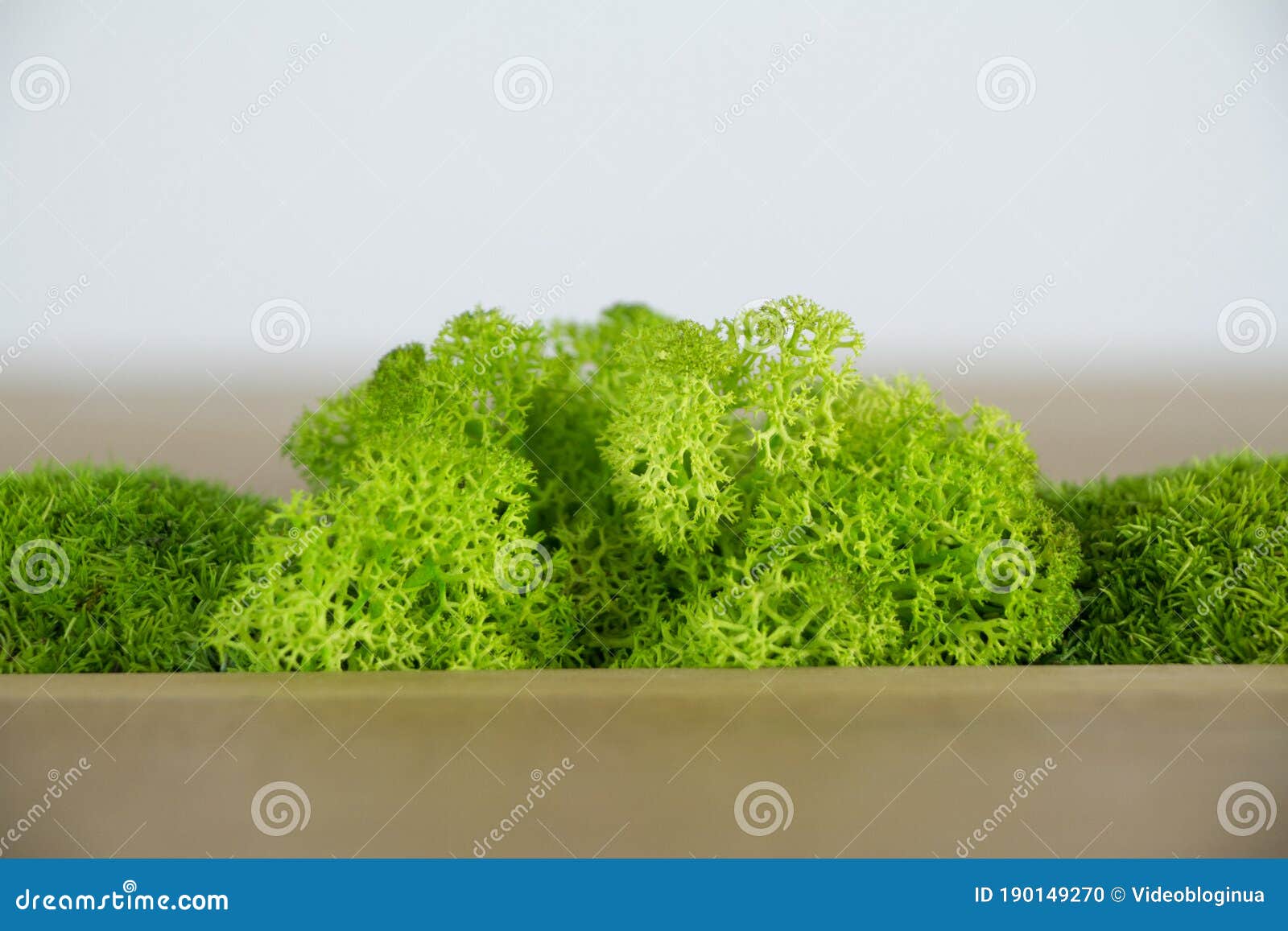 Stylish Table with Moss Elements. Exclusive Home Table, Pine Plate ...