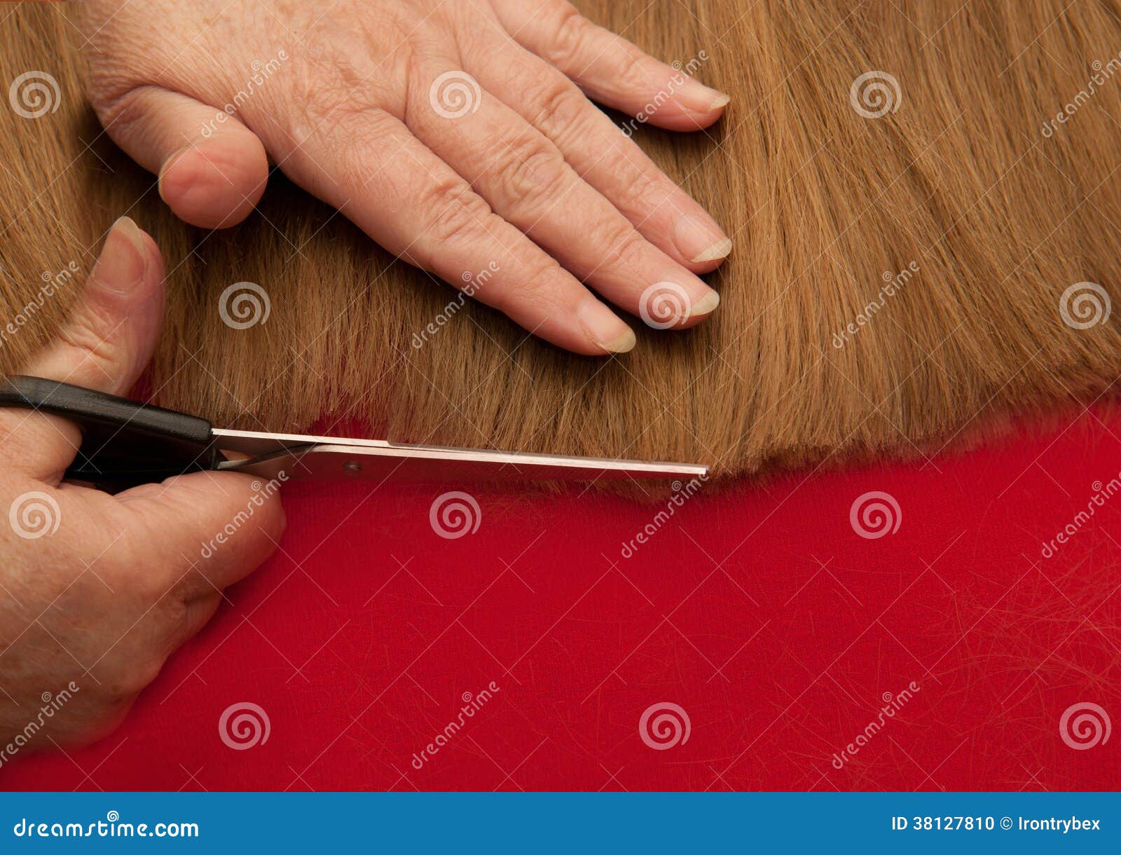 Stylist cutting split ends stock photo. Image of treatment - 38127810