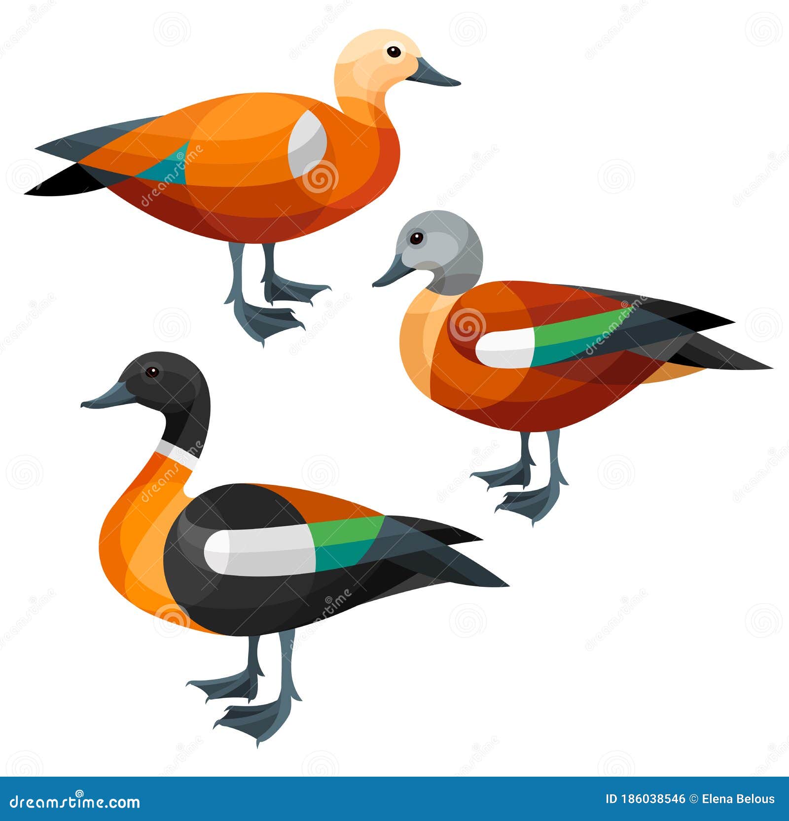 Shelduck Stock Illustrations – 46 Shelduck Stock Illustrations, Vectors ...