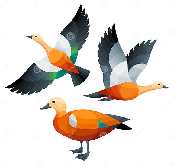 Stylized Birds - Shelduck stock vector. Illustration of orangebrown ...