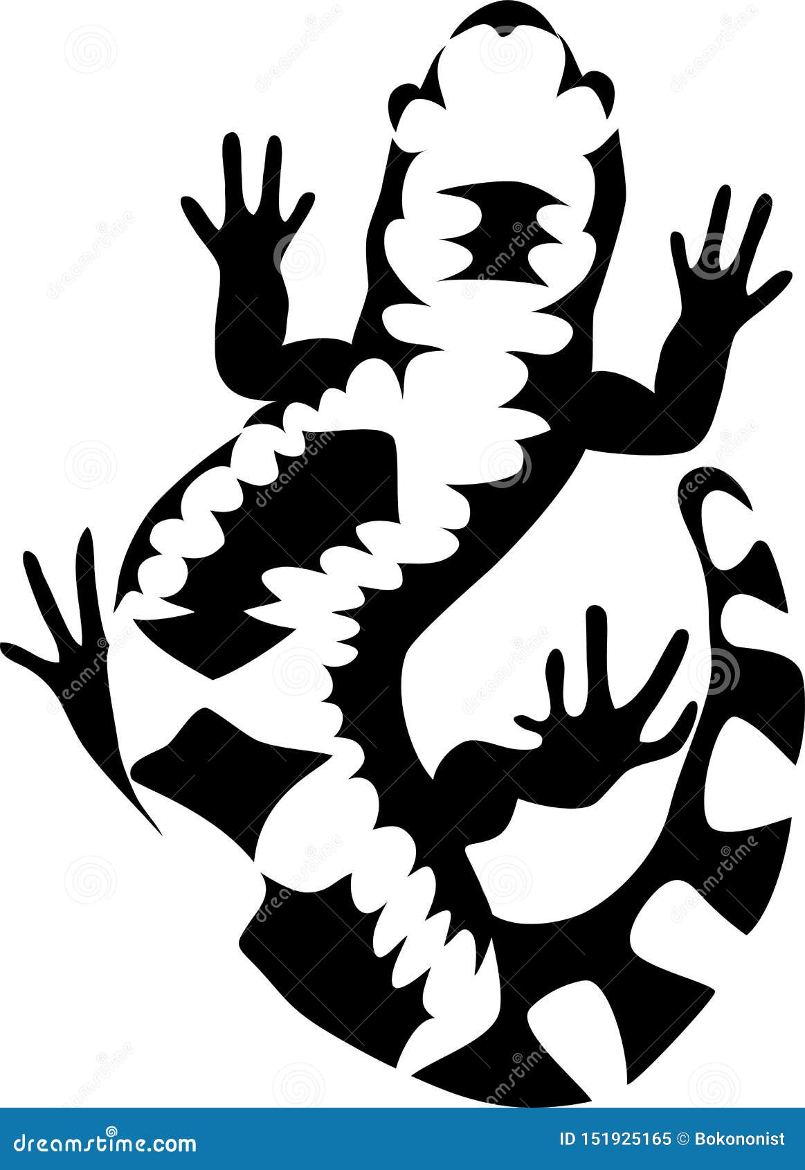 Spotted Salamander Or Ambystoma Maculatum Vintage Engraving Cartoon ...