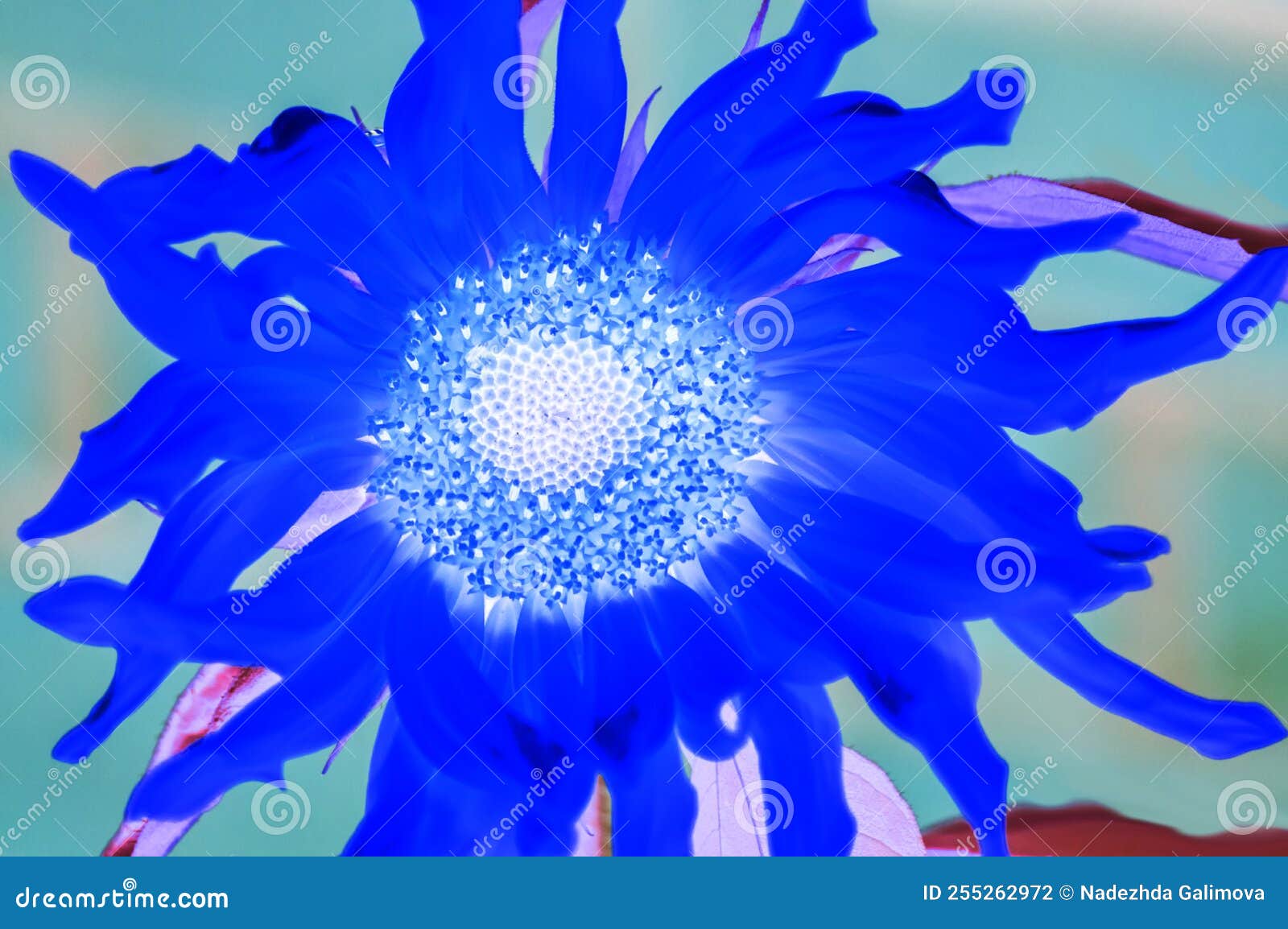 A Stylized Blue Sunflower on a Light Blue Background. Abstraction ...