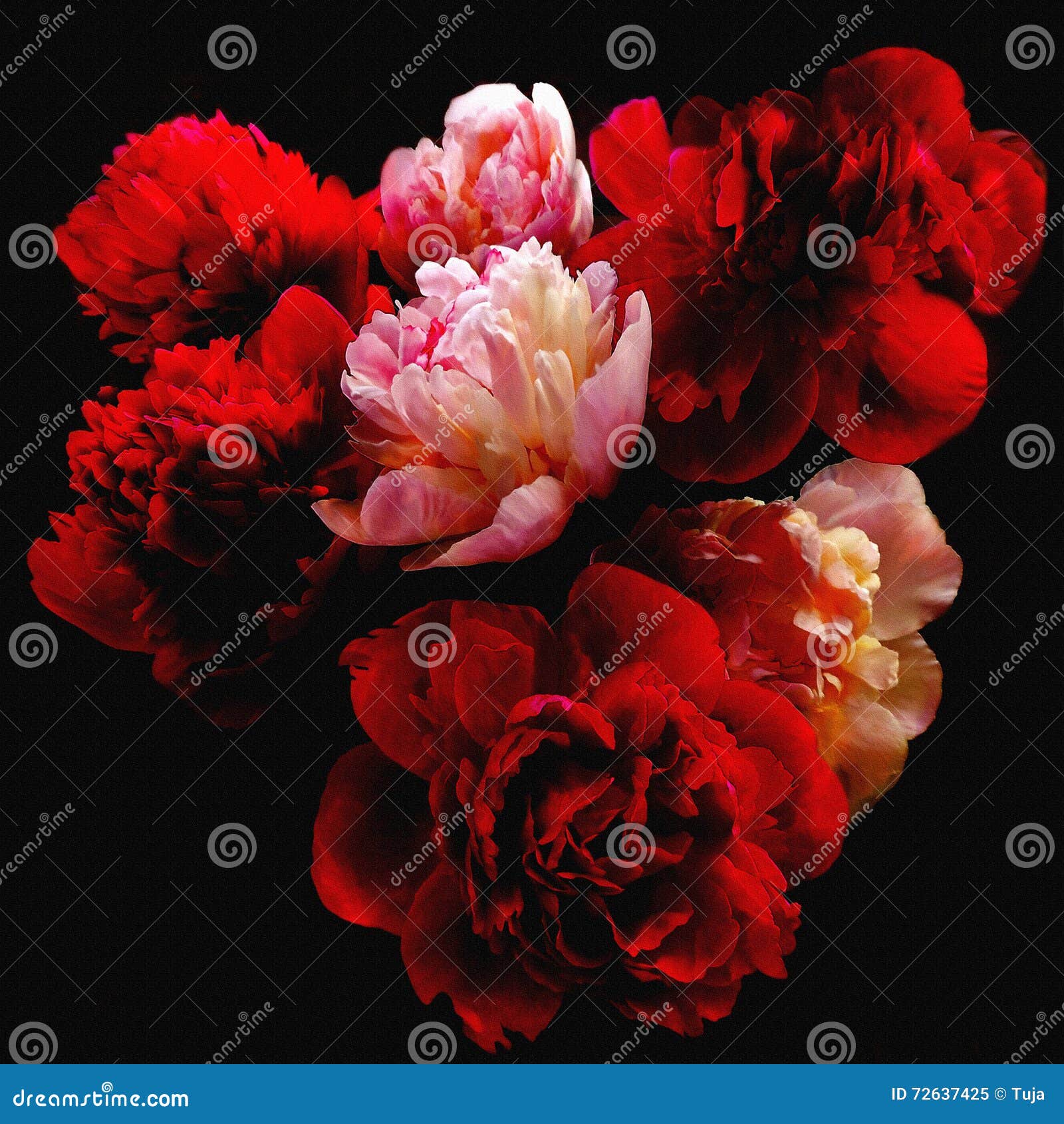 Stylized Bouquet Of Red And White Peonies On Black Royalty-Free Stock ...