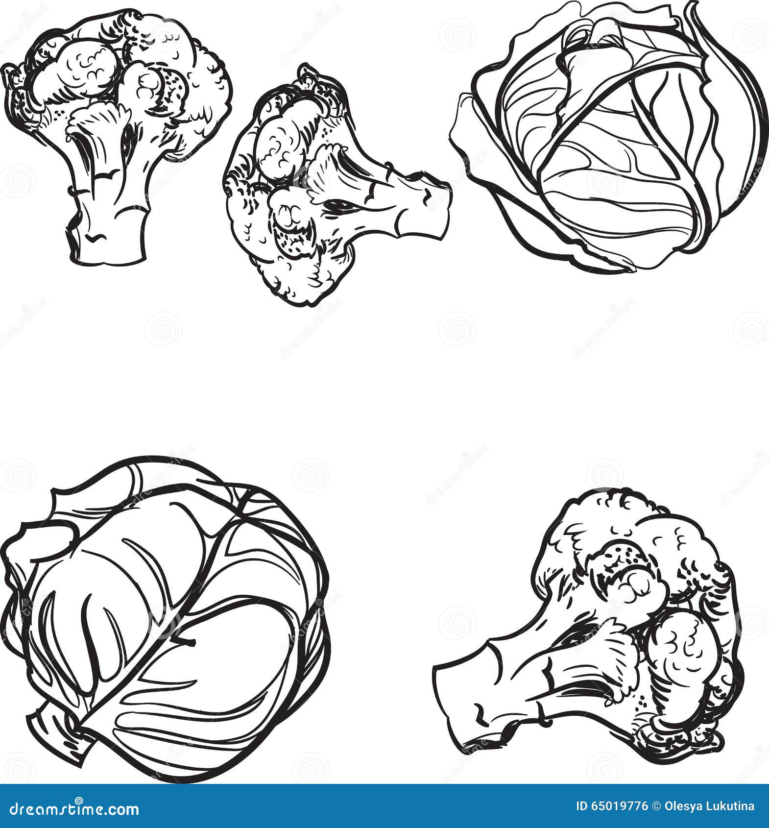 Stylized Cabbage on a White Background. Vector Illustration. Stock ...