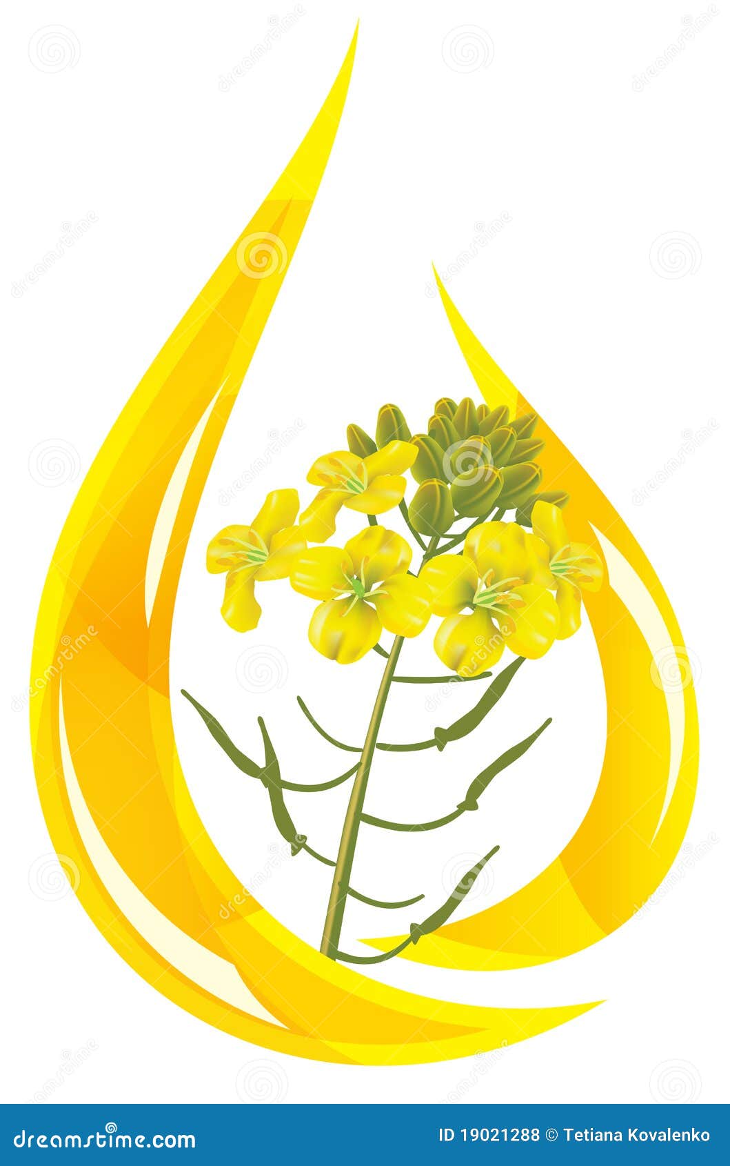 Stylized Drop Of Oil And Mustard Flower. Vector Illustration ...