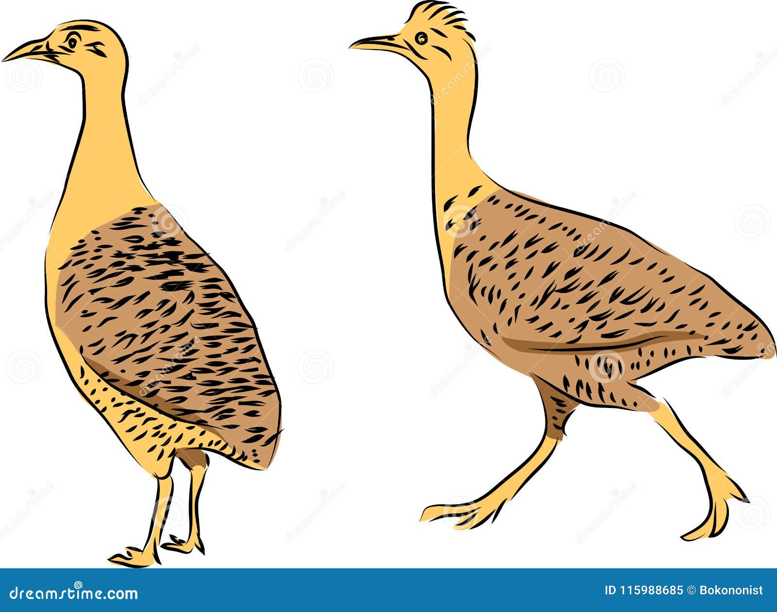 Tinamou bird stock vector. Illustration of game, hunted - 115988685