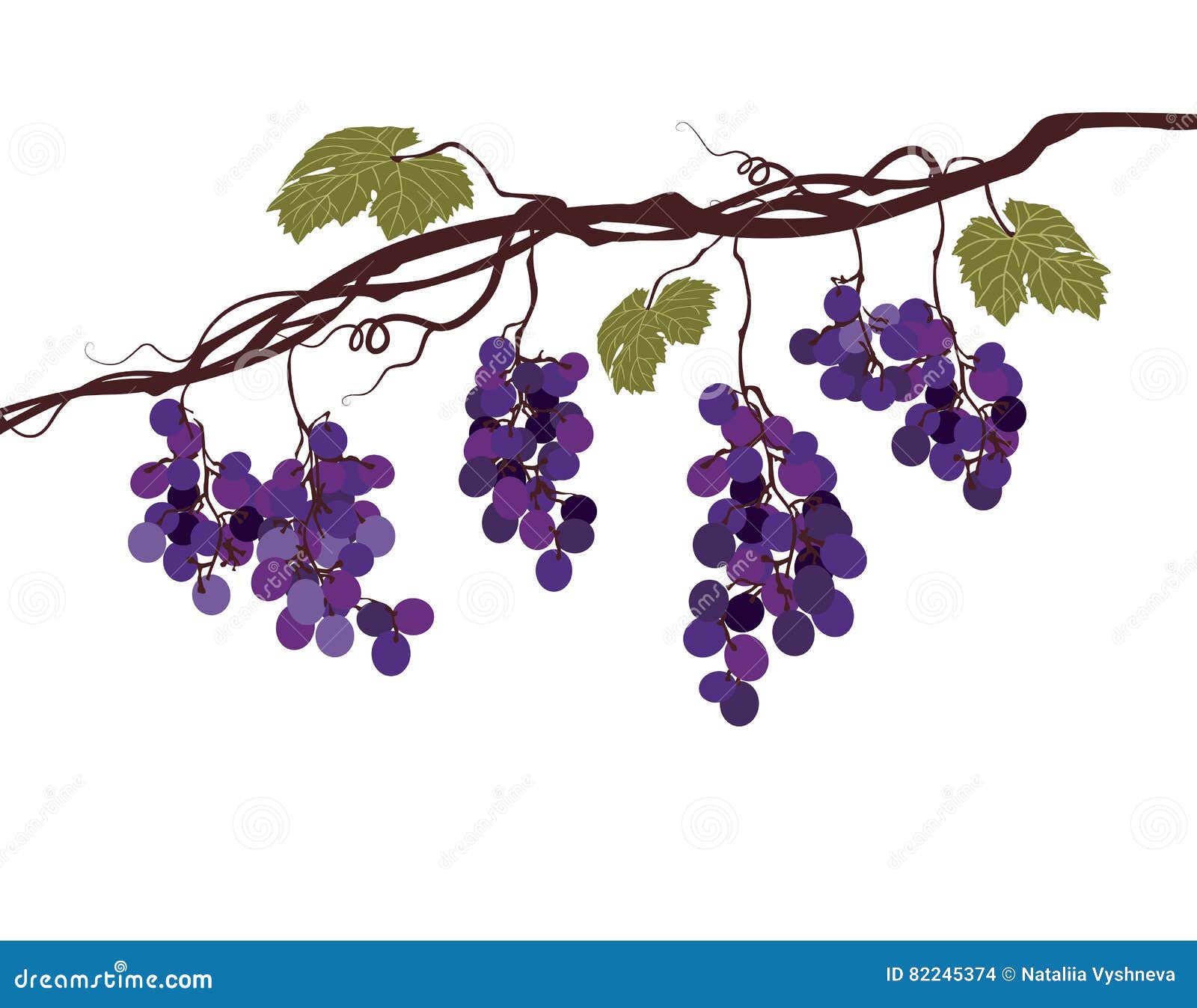 Stylized Graphic Image of a Vine with Grapes Stock Vector ...