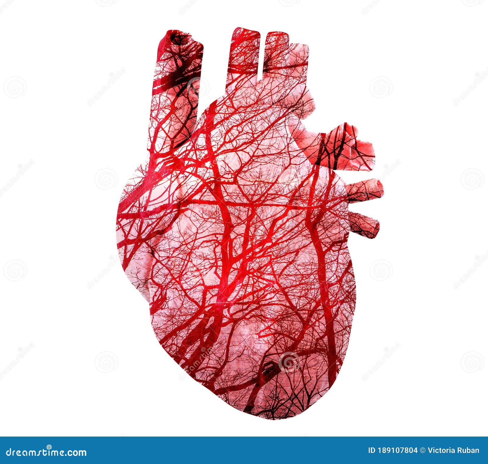 Stylized human heart stock photo. Image of cardiology - 189107804