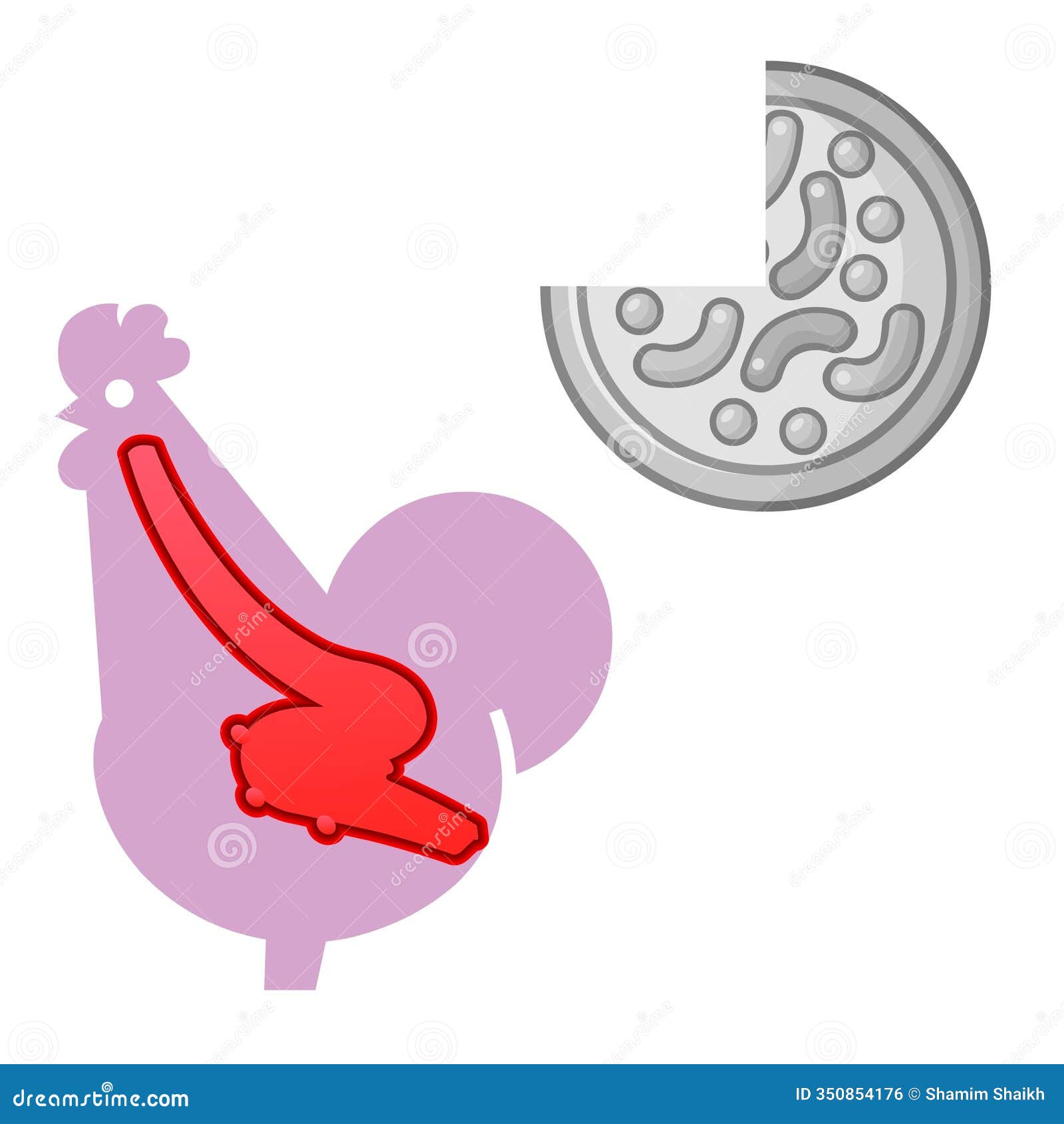A Stylized Illustration Shows the Digestive System of a Chicken. Stock ...