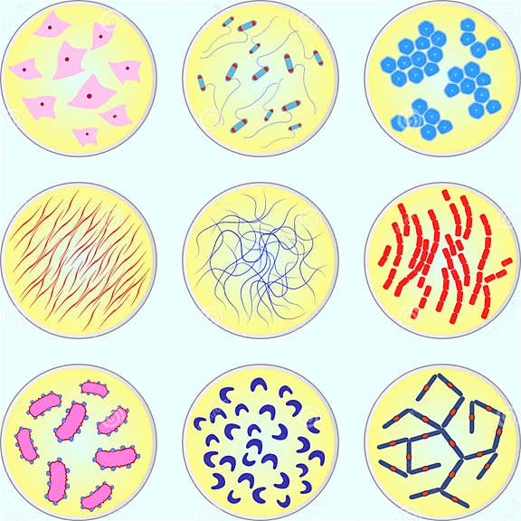 Stylized Image of Different Types of Bacteria Stock Vector ...