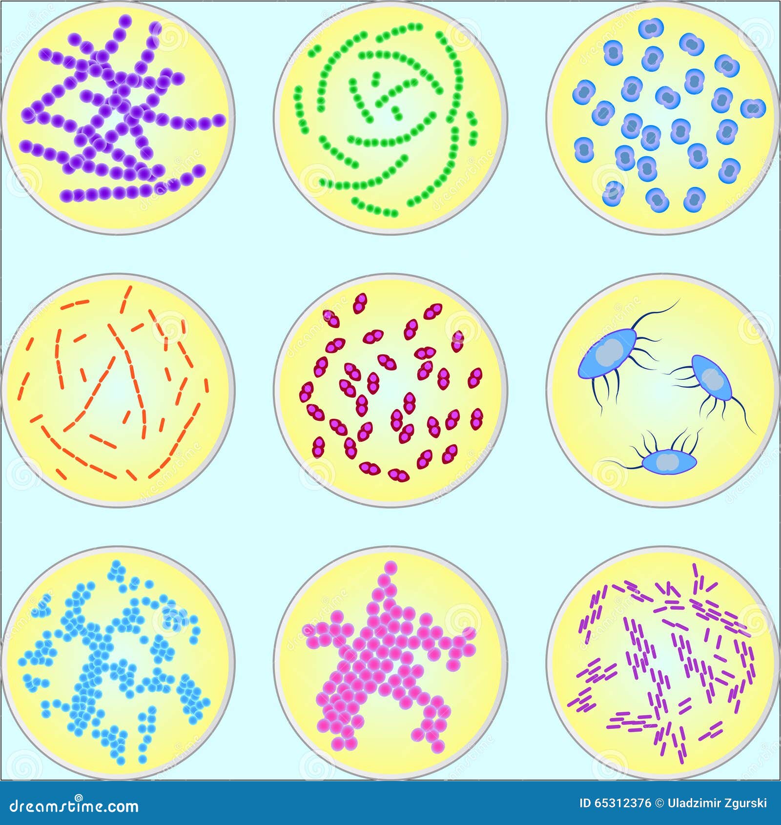 Stylized Image of Different Types of Bacteria Stock Vector ... Stylized Image of Different Types of Bacteria Stock Vector ...