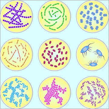 Stylized Image of Different Types of Bacteria Stock Vector ...