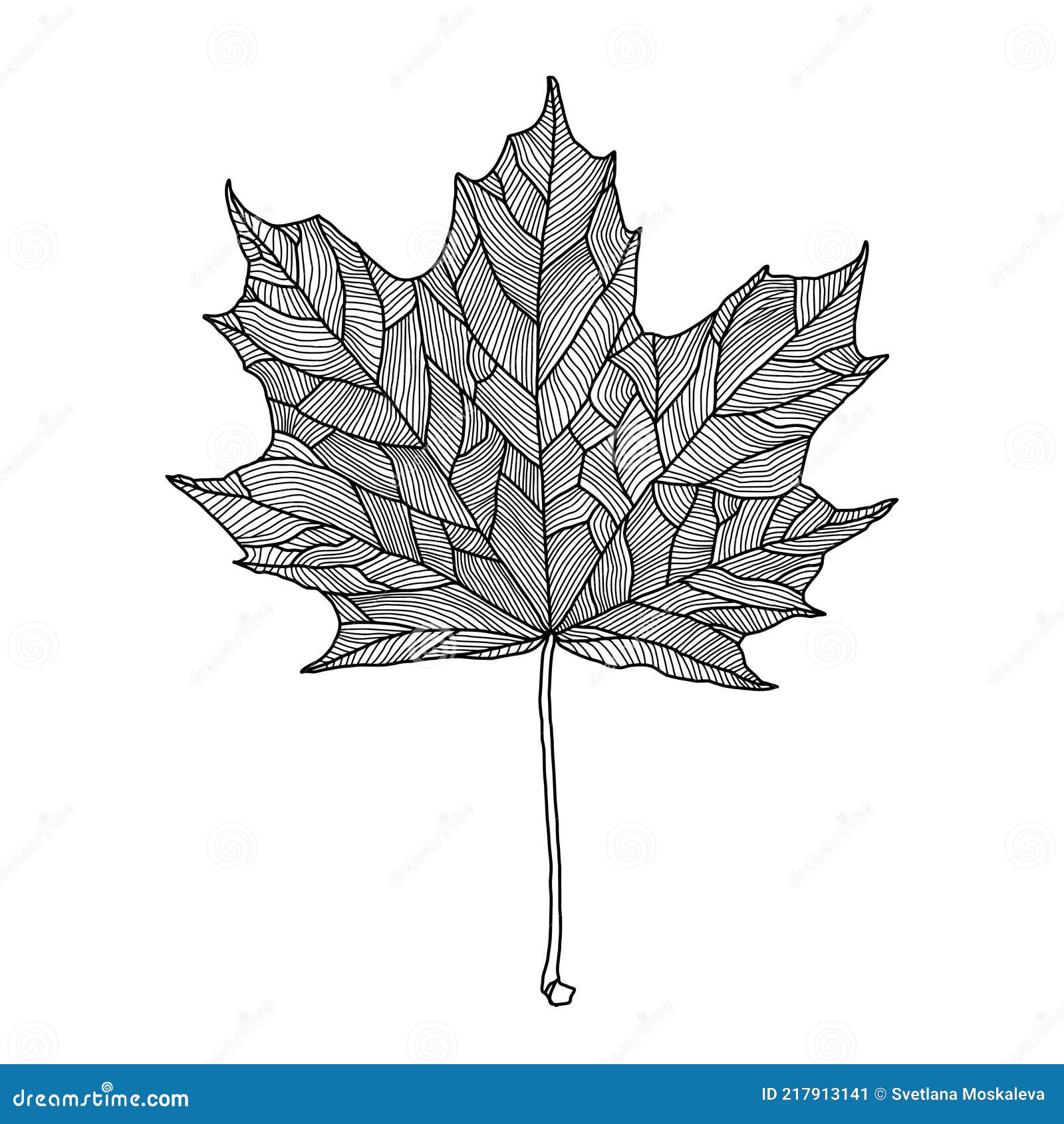 Stylized Maple Leaf Line Drawing with Decorative Veining Vector Art ...