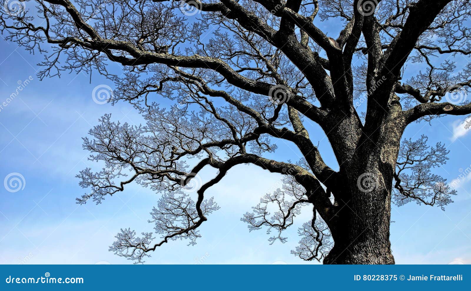 Stylized Oak Tree stock image. Image of landscape, bark - 80228375