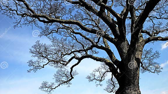 Stylized Oak Tree stock image. Image of landscape, bark - 80228375