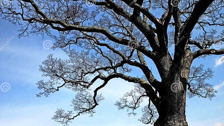 Stylized Oak Tree stock image. Image of landscape, bark - 80228375