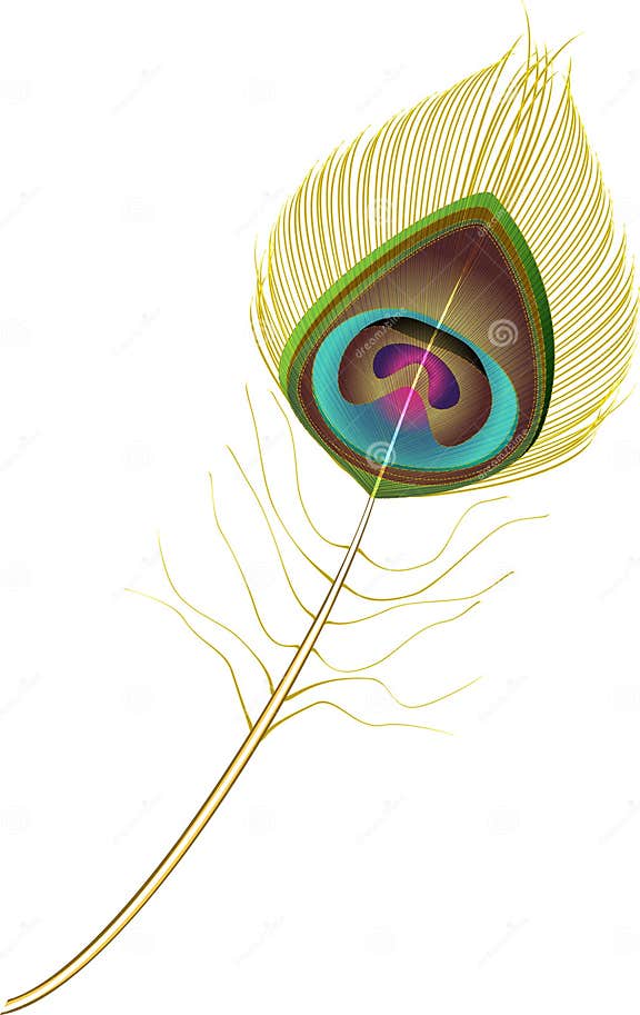 Stylized Peacock feather stock illustration. Illustration of artwork ...