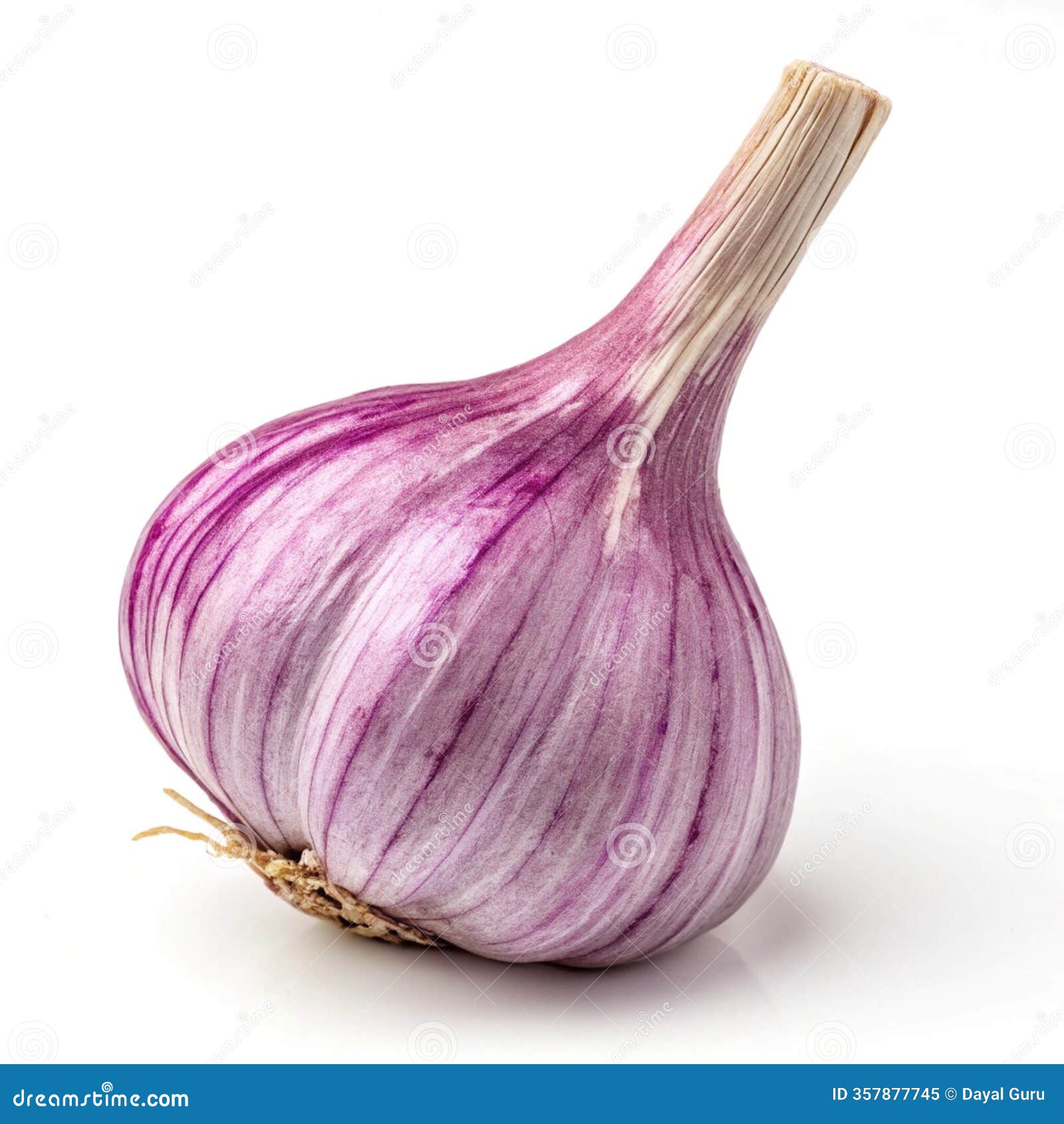 Purple Garlic With Clove. Vector Illustration | CartoonDealer.com #19460688