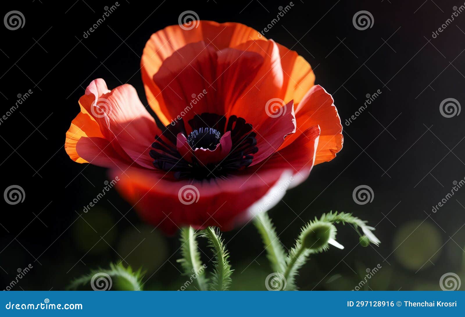 Stylized Red Poppy on Black Remembrance Day Symbol Stock Illustration ...