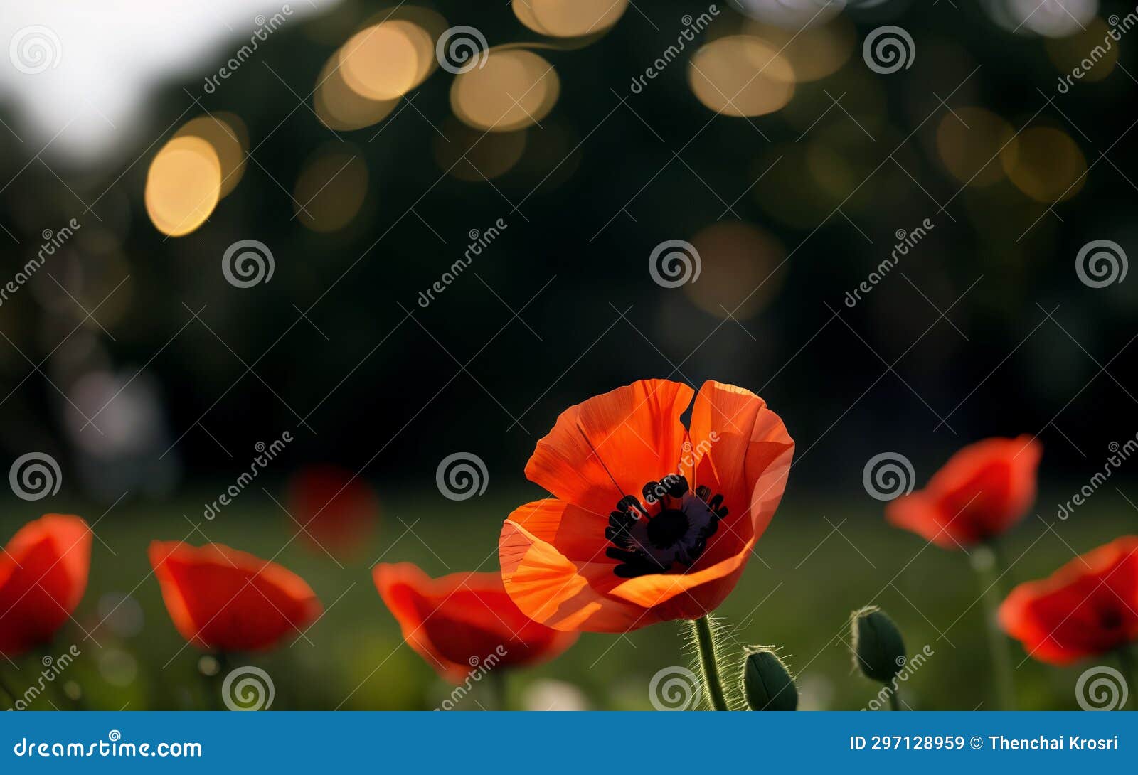 Stylized Red Poppy on Black Remembrance Day Symbol Stock Illustration ...