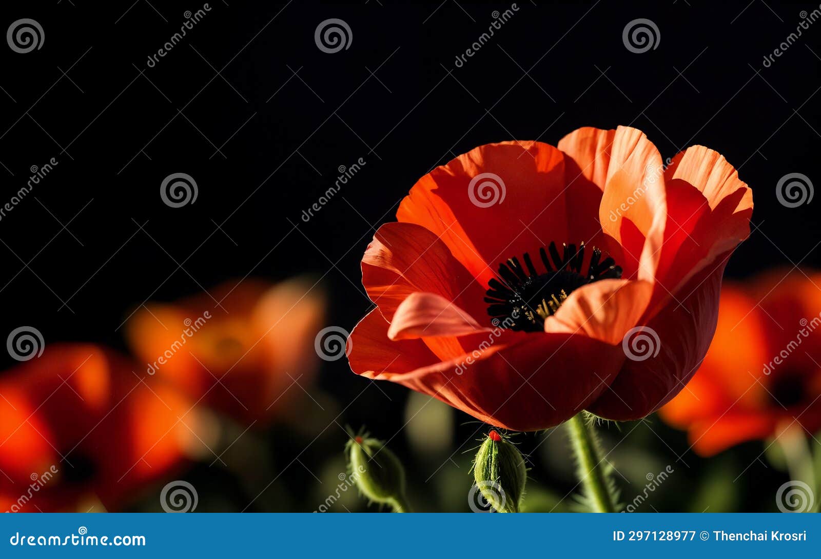 Stylized Red Poppy on Black Remembrance Day Symbol Stock Illustration ...