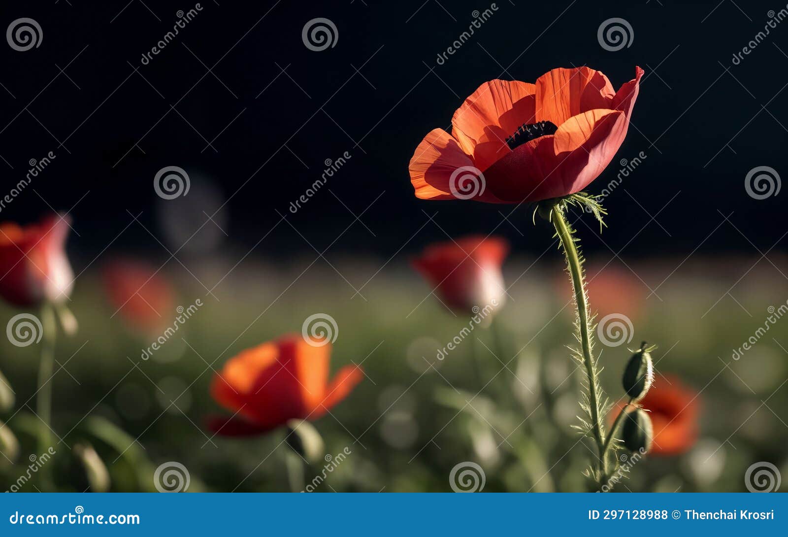Stylized Red Poppy on Black Remembrance Day Symbol Stock Illustration ...